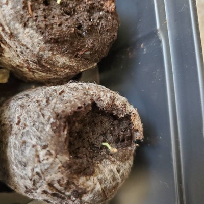 Applemint Seeds mentha Suaveolens Apple Mint Woolly Mint Pineapple Mint ...