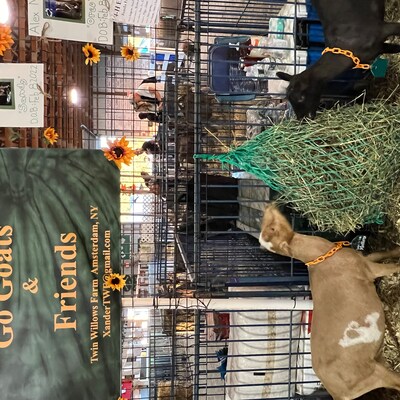 Plastic 6mm Chain Goat Animal Collar 20 28 and - Etsy