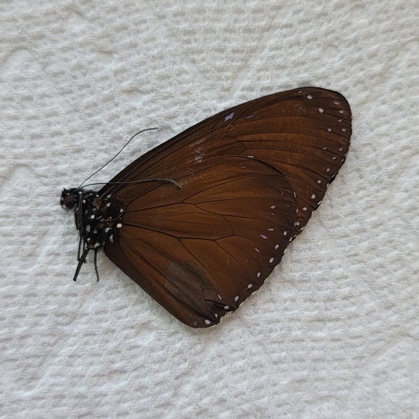 Saturnidae: A-1 Polyphemus Sp. Cameroon Saturn Moth Unmounted Dried ...