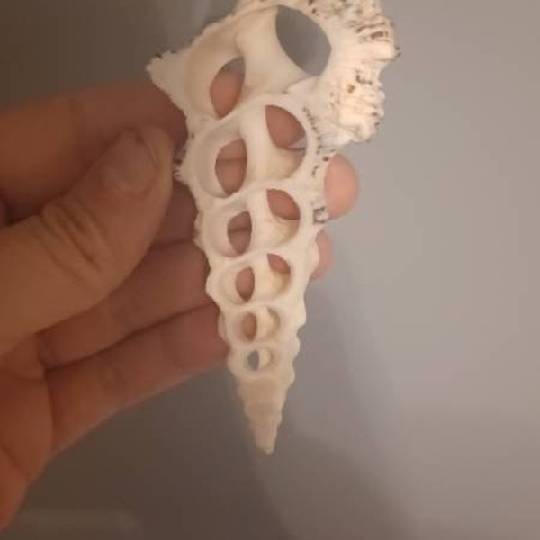 Cross Cut Cerithium Shells (6) - Assorted Shells - Coastal Home Decor ...