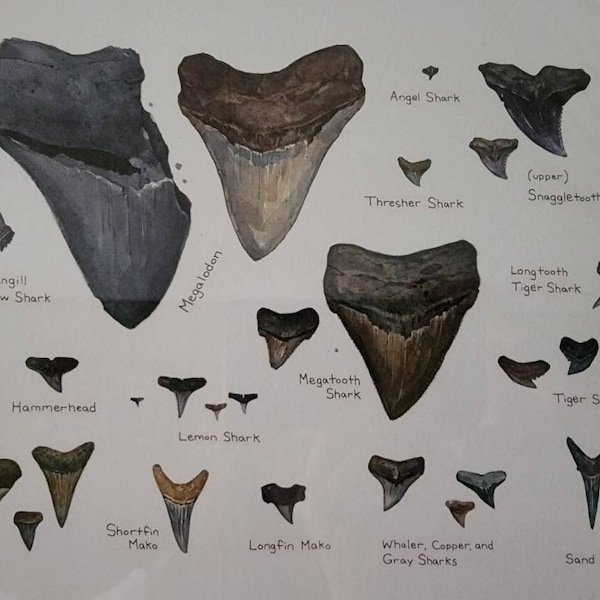 Illustrated Fossil Shark Teeth Chart Natural History Watercolor Art ...