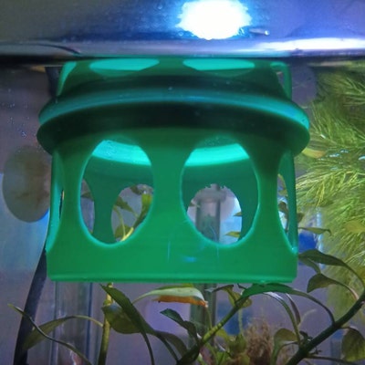 Live Subwassertang Moss Aquarium Plant Fast and Easy to Grow With Low ...