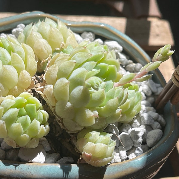 Echeveria Ball of Fat-succulent - Etsy