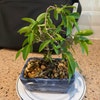Dwarf Mini Weeping Cherry Bonsai Tree That Flowers 3x a Year and Fruits ...
