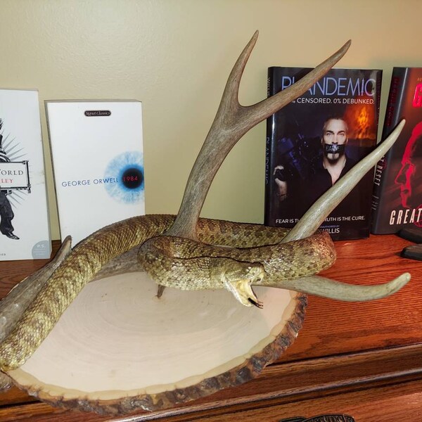 Western Diamondback Rattlesnake Fang Earrings - Etsy