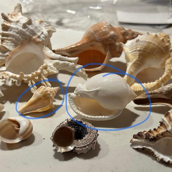 1-1.5 Babylonia Areolata Spotted Seashells YOU PICK QUANTITY Small ...