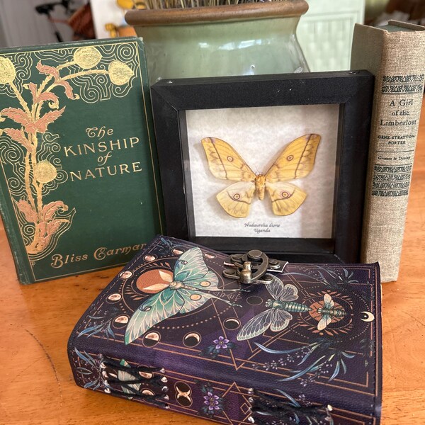 Rare Pink Tiger Moth Framed Taxidermy - Grammia Incorrupta - Etsy