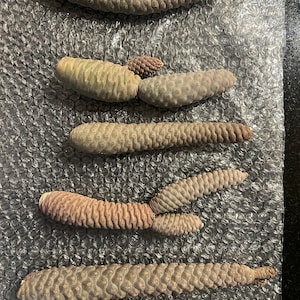 Paper Spine Cactus Tephrocactus Cuttings - Etsy