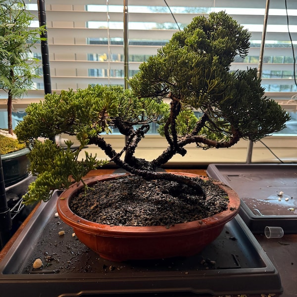 Bonsai Tree Old Procumbens Nana Sonare Juniper 12 Inch Plastic Pot Great T Can Hold Up To