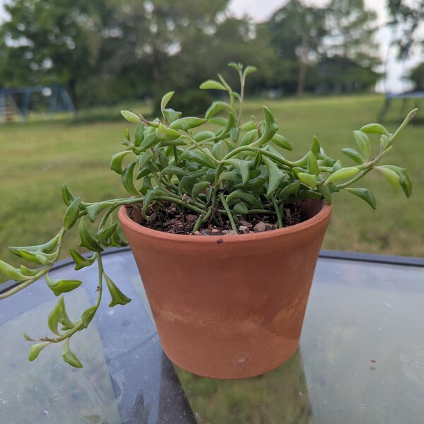 6" Hanging Glass UFO Capsule Plant Orb/terrarium - Etsy