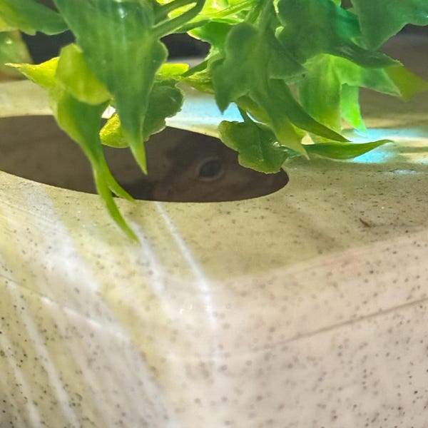 Leopard Gecko Hide, Moist Hide Lay Box, and Feeding Station - Etsy