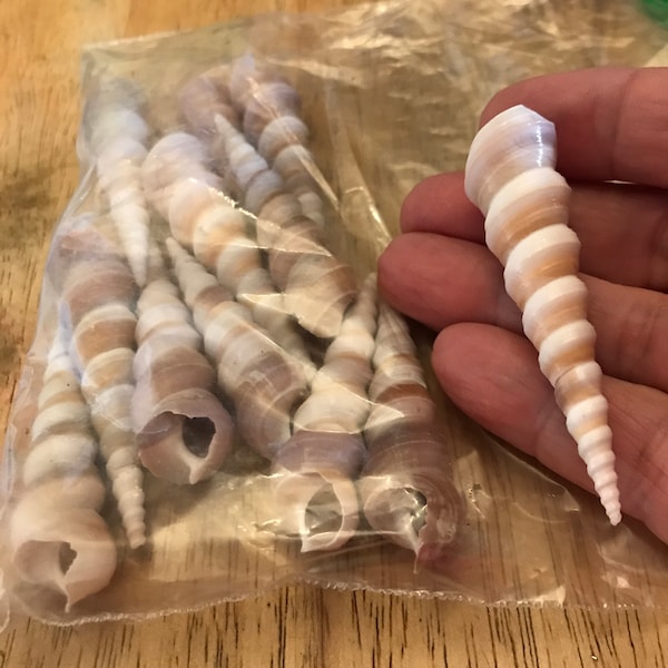 Seashells - Purple Turritella (10) Shells- Seashell Supply - Craft ...