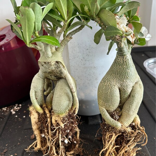 Rare Adenium Obesum Arabicum, Beautiful White Flowers Fat Caudex ...