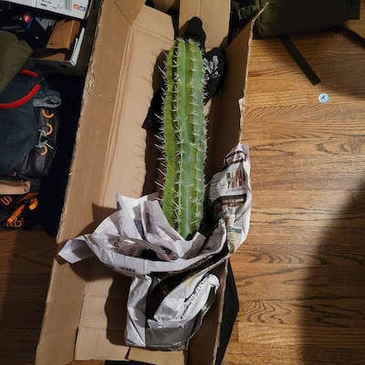 Aloe Divaricata Diablo mr. Toothy Aloe Brilliant Red Teeth - Etsy
