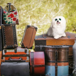 Christmas Overlays in PNG Format Santa Overlay, Reindeer Overlay ...