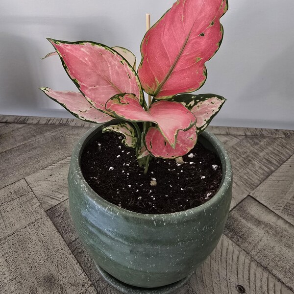 Mican Philodendron Velvet Leaf Philo Indoor & Outdoor Live Tropical ...