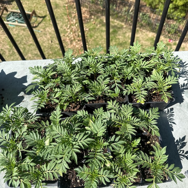 Gloria Cosmos Seeds | Cosmos Bipinnatus | Non-gmo | Flower Seeds | Seed ...