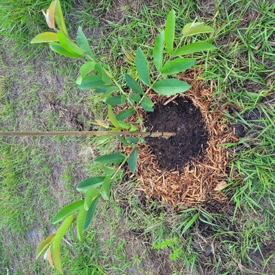 Red Diamond Red Crystal Seedless Guava Crisp Extremely Rare - Etsy