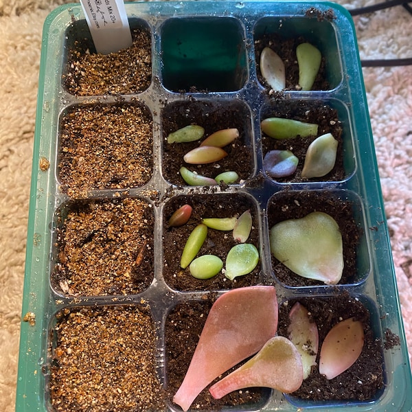 Lithop Seeds Mix, Living Stones Seeds, Colorful Mini Succulent ...