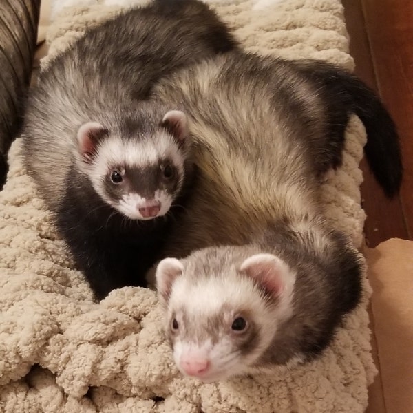 Hand Knitted Chunky Yarn Ferret Tunnel: 34" Cozy Pet Play - Etsy
