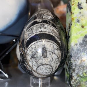 Fossilized Mioplosus Fish in Matrix Genuine Specimen From Eocene Usa ...