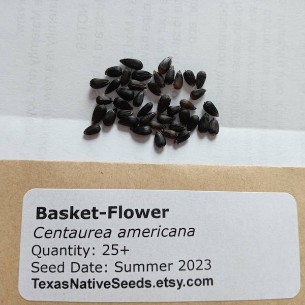 Texas Sunflower RARE Native Wildflower Seeds, Helianthus Praecox ...