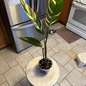 RARE Bird of Paradise strelitzia Juncea - Etsy