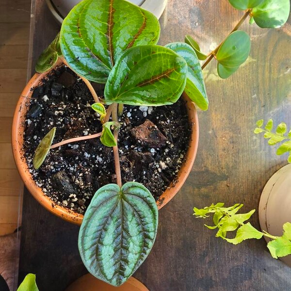 Peperomia Dragon Skin Starter Plant (ALL STARTER PLANTS Require You to ...