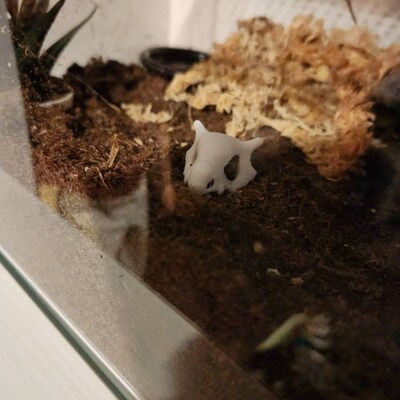 Jumping Spider or Tarantula Cubone Skull Decoration - Etsy