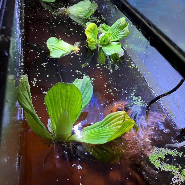 Chinaberry Tree, Pride of India, Bead-tree, Cape Lilac, Persian Lilac ...