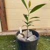 Bruce Canistel Seedling - Egg Fruit - Pouteria Campechiana - Zapote ...