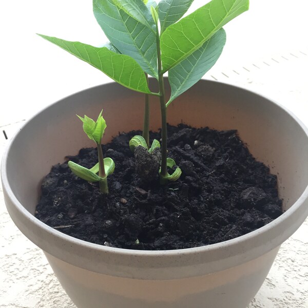 Root Beer Plant (hoja Santa) - Etsy