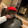 Maga Cat Hat a Maga Hat for Your Cat - Etsy