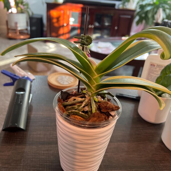 Husky Plant , Ruby Velvet Red Phalaenopsis Formosa Ruby 'brilliant' - Etsy