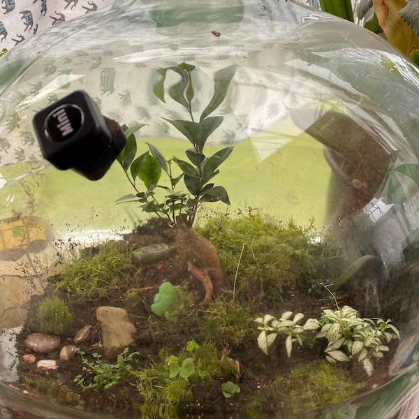 Bioactive Vivarium Kits- - Etsy UK