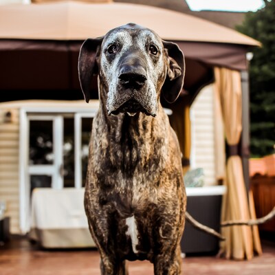 Cocker Spaniel, Buff, Cream, Tan, ASCOB, AKC Sporting, Pet Portrait Dog ...