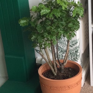 Tilted Ceramic Plant Pot Outdoor Angled Terracotta Flower Pot - Etsy UK