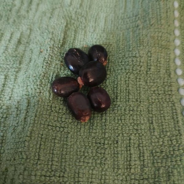 Broadleaf Plantain (plantago Major) Seeds, Organically Grown - Etsy