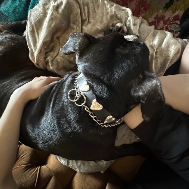 Dogla - Etsy