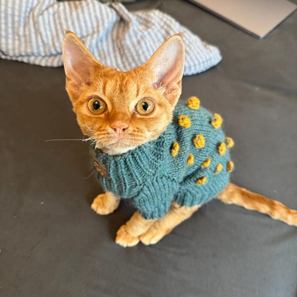 Sphynx Katzen Pullover und Mütze im Set Handgestrickter Katzen Overall ...