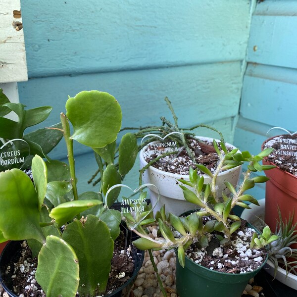 Set of 3 Plant Tags, Custom Plant Tags, Plant Labels, Acrylic Plant ...