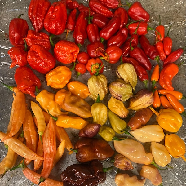 Purple Wild Brazil Cross F2 Seeds - Hot Pepper (15+ Seeds) - Etsy