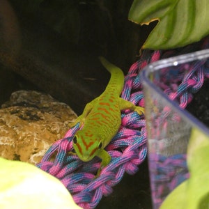 Extra Wide Paracord Crested Gecko Reptile Vine / Climbing Rope / Bridge ...