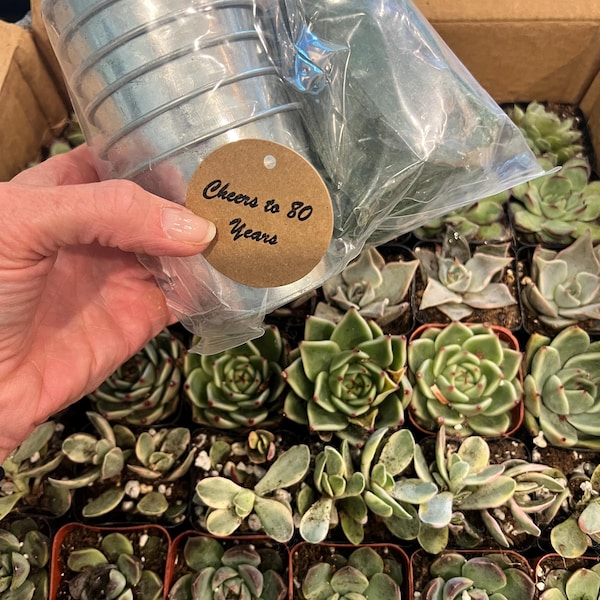 36-120 Pack Live Succulent&matte/mint Green Metal Buckets+custom Tag ...