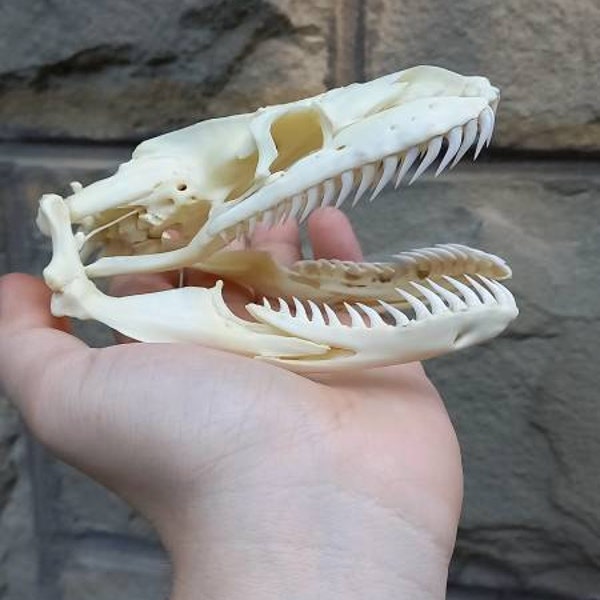 Snake Skeleton on Vintage Frame, Taxidermy Art Snake, Gothic Wall Decor ...