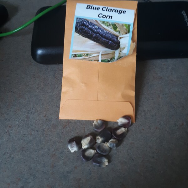 Blue Clarage Dent Corn Seeds Heirloom Open Pollinated Seed Packet - Etsy