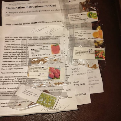 RARE Bonsai Dwarf RASPBERRY Fruit Tree 3,10,30,or200 SEEDS Can Grow ...