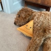 Samosa Plush Chew Toy for Pets - Etsy