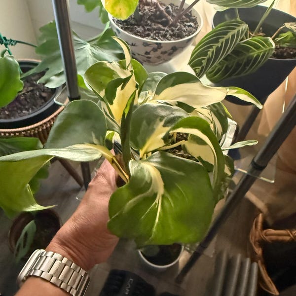 4” Monstera Peru Pot - Karstenianum Plant - Big Foliage Leaves - Fully ...
