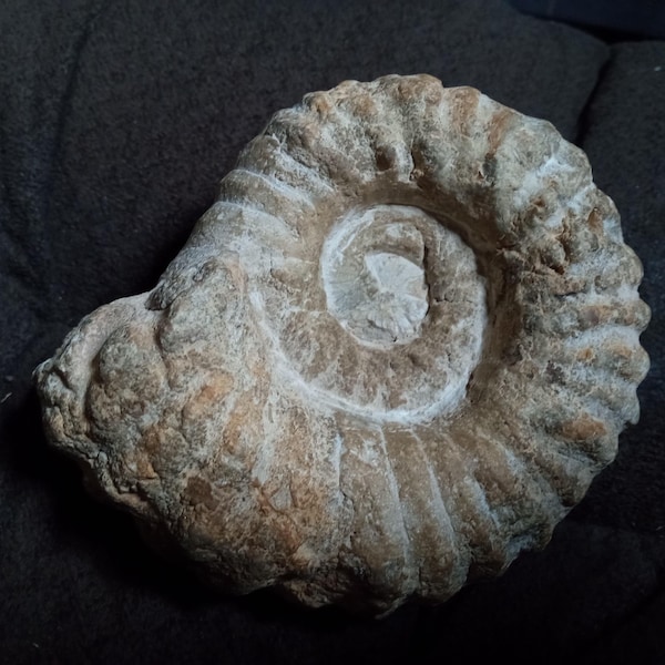 Flash Sale!!** LARGE (1) Raw Ammonite Fossil Cephalopod Perfect Gift ...